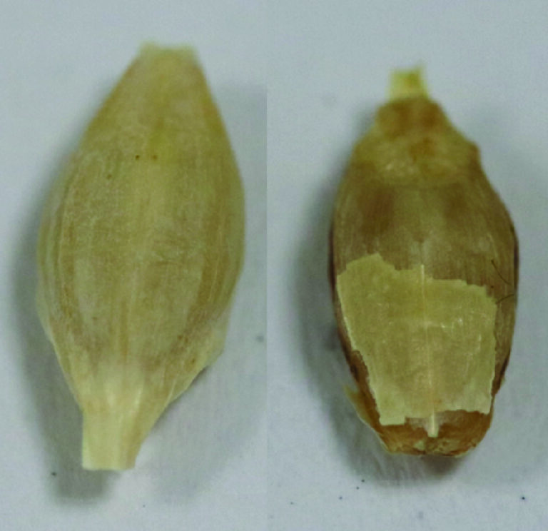 Scientists identify a gene important for grain quality - Barley Hub