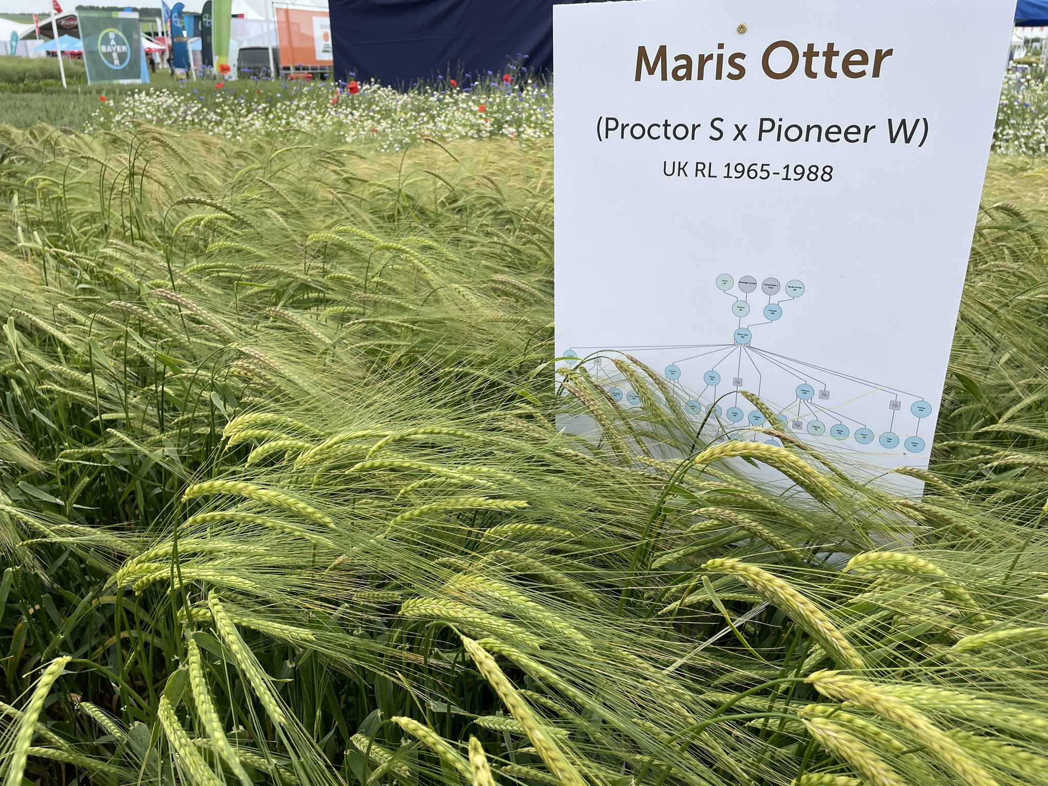 Cereals Arable Event 2024 - Barley Hub