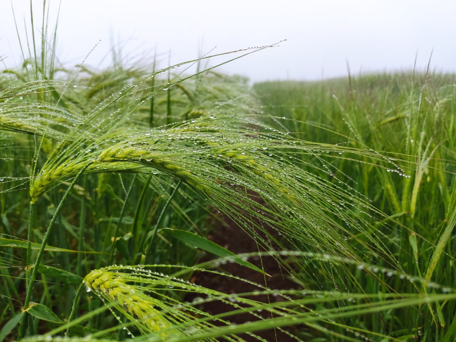 Barley Images - Barley Hub