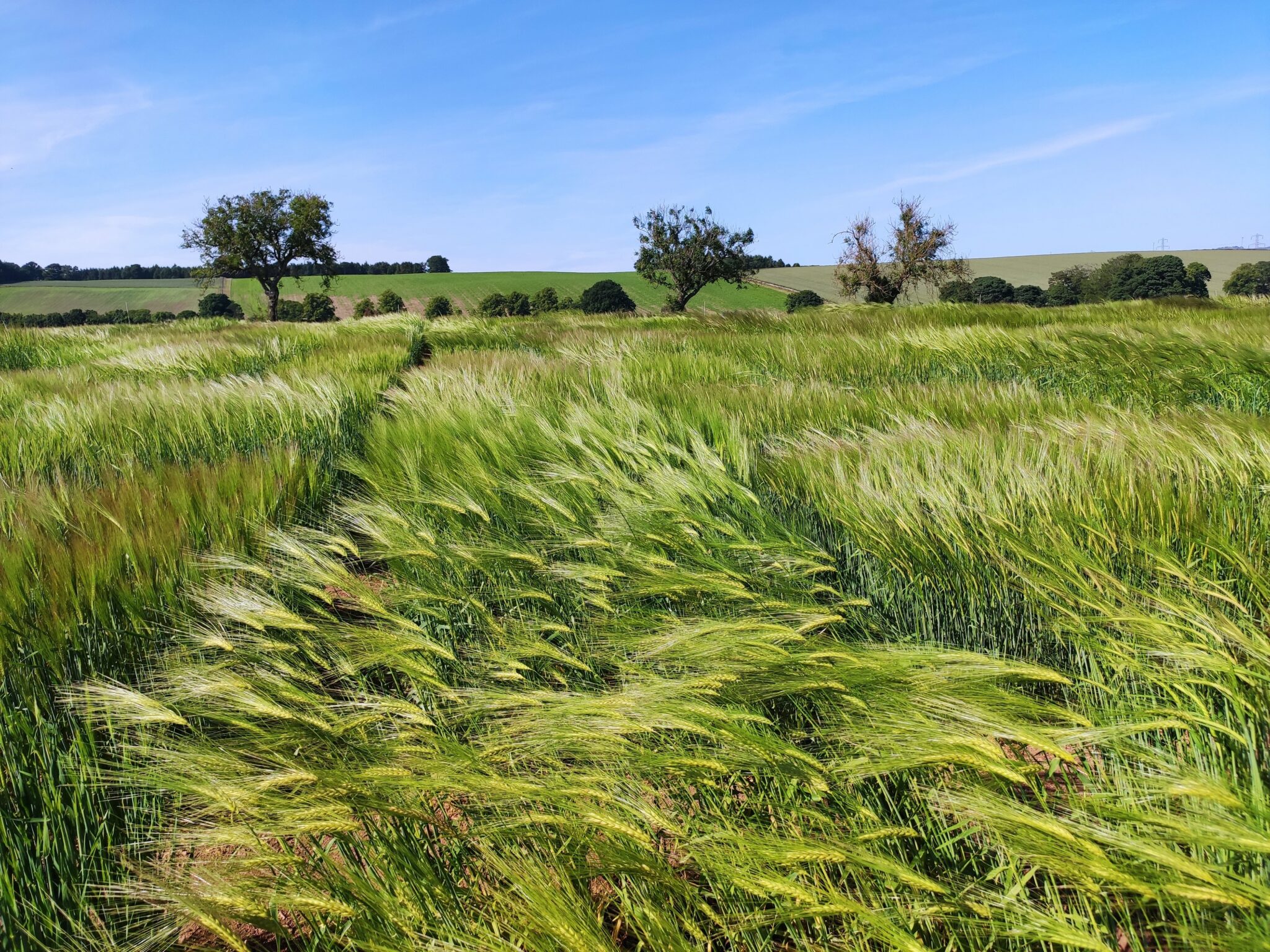 Barley Images - Barley Hub