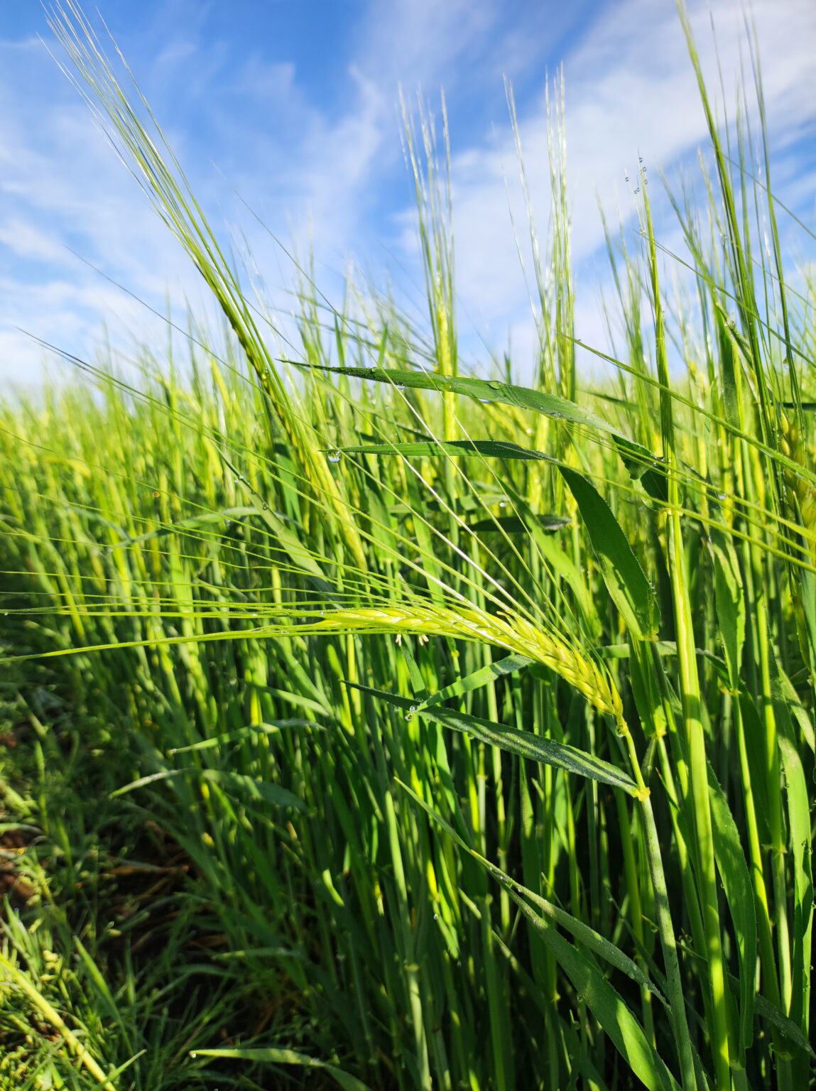 Barley Images - Barley Hub