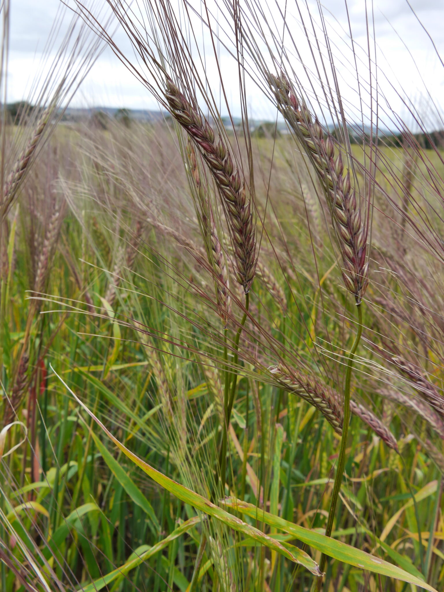 Barley Images - Barley Hub