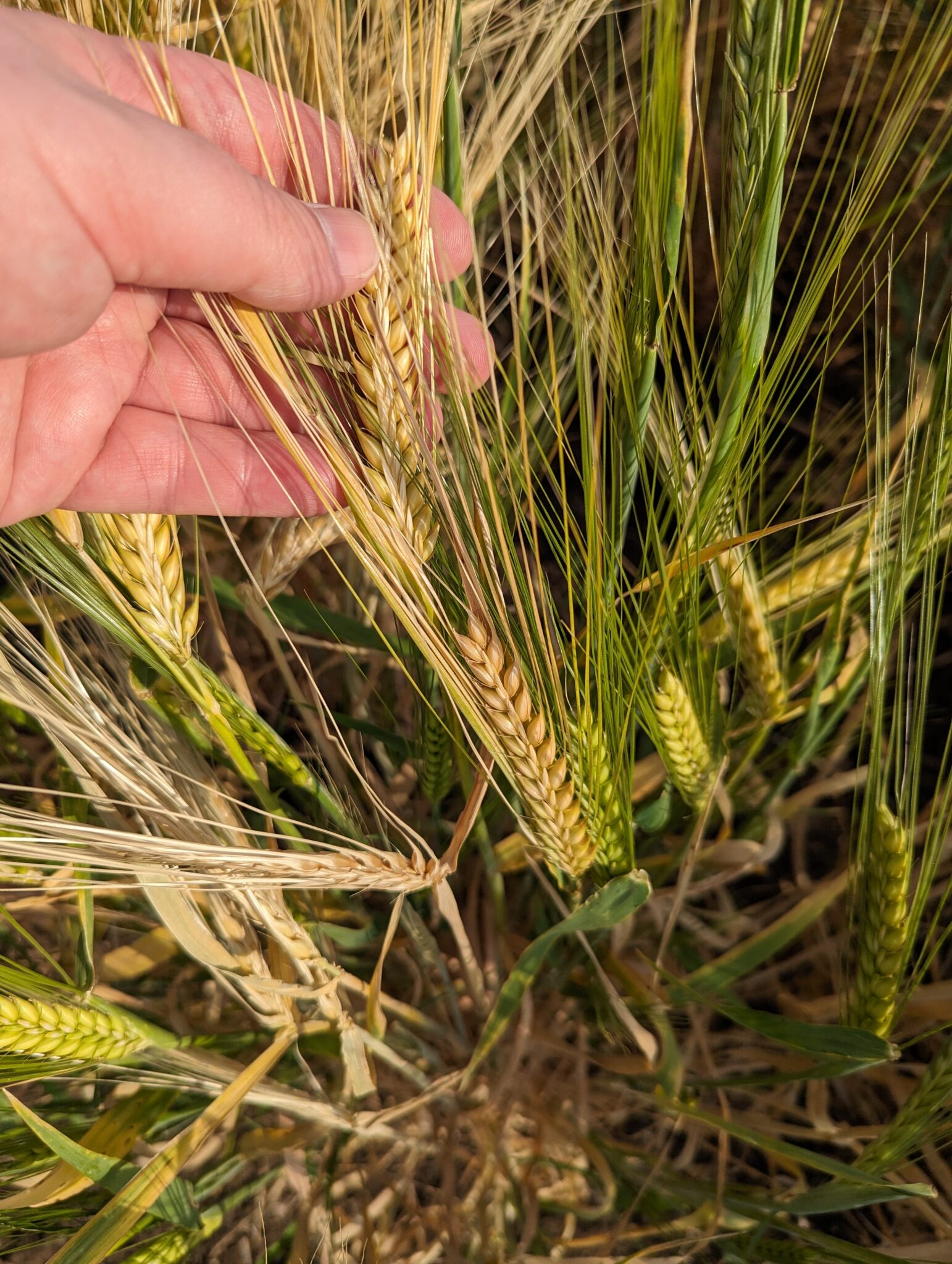 Barley Images - Barley Hub