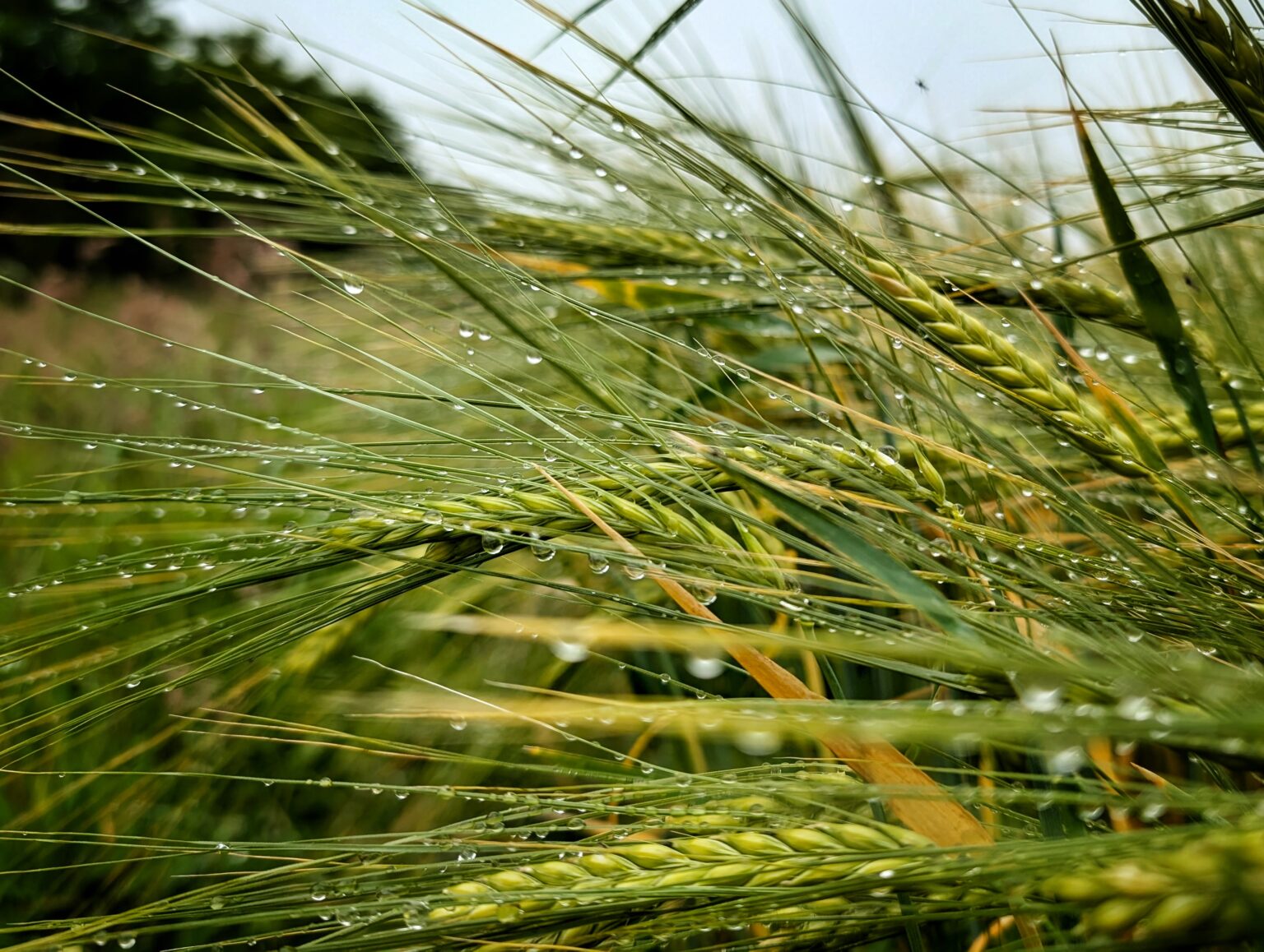 Barley Images - Barley Hub